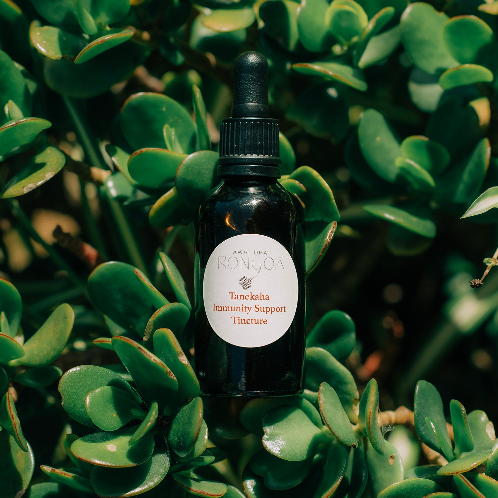 Tanekaha Immunity Support (Alcohol) – Awhi Ora Rongoā